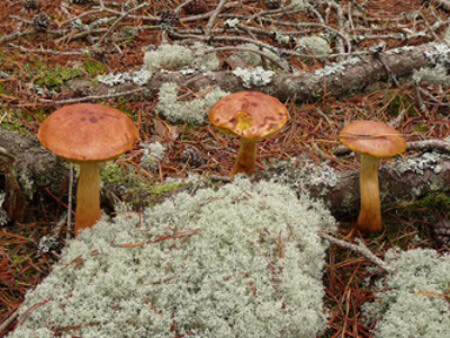 The spread of Aureoboletus projectellus in Europe - Instytut Biologii ...