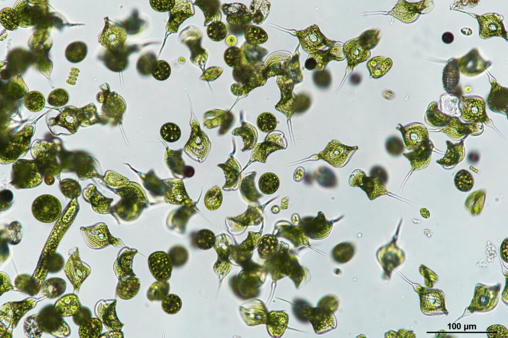 Eukaryotic Microorganisms - Instytut Biologii Ewolucyjnej