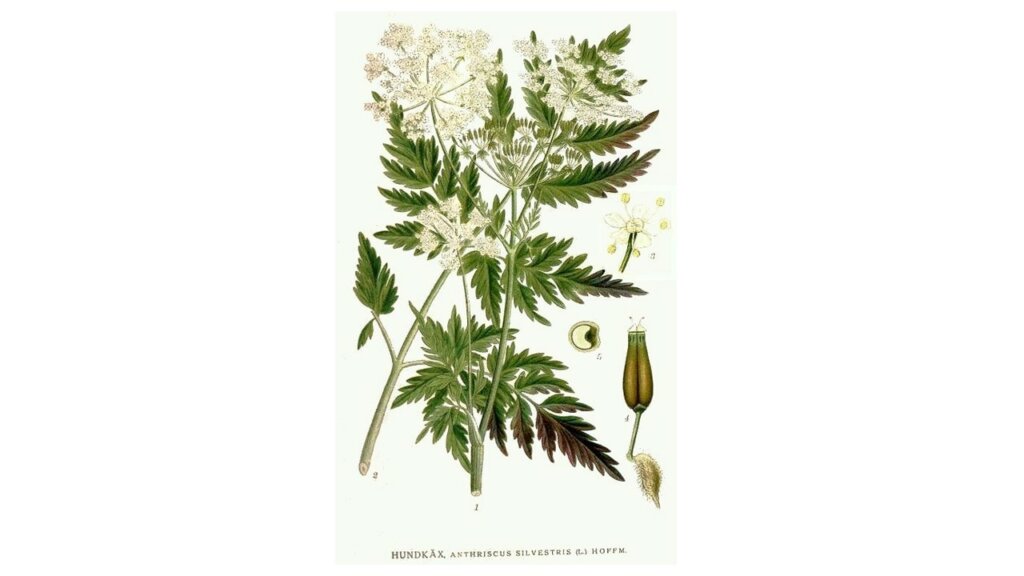 Czy hybrydyzacja jest odpowiedzialna za ewolucyjne różnicowanie się ...